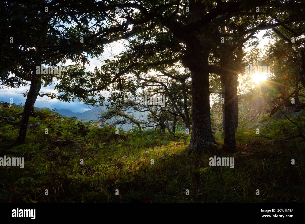 The last rays of the sun slip through the trunks of the trees in the ...