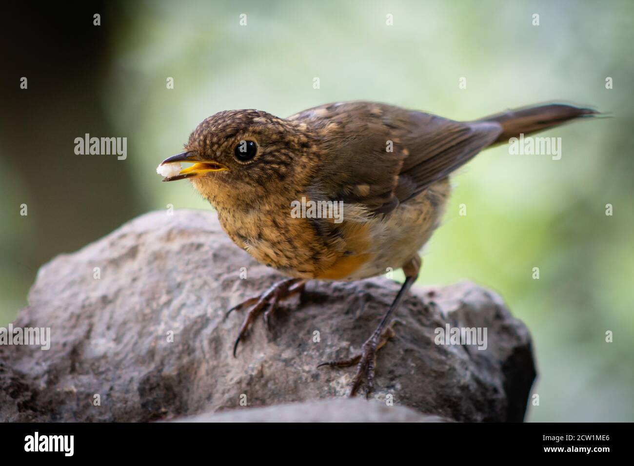 Robin fauna hi-res stock photography and images - Alamy