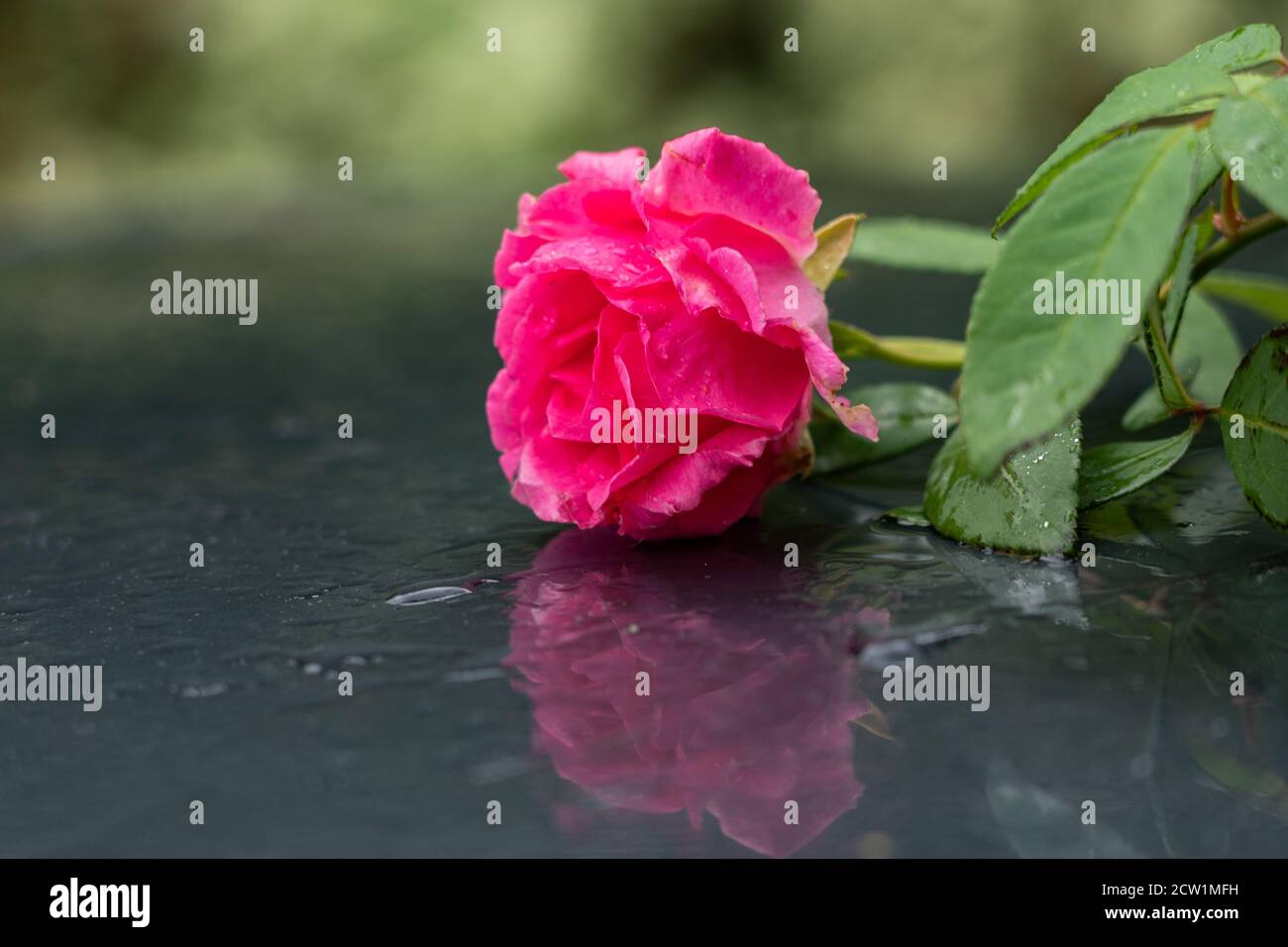 Rose pink water drops hi-res stock photography and images - Alamy