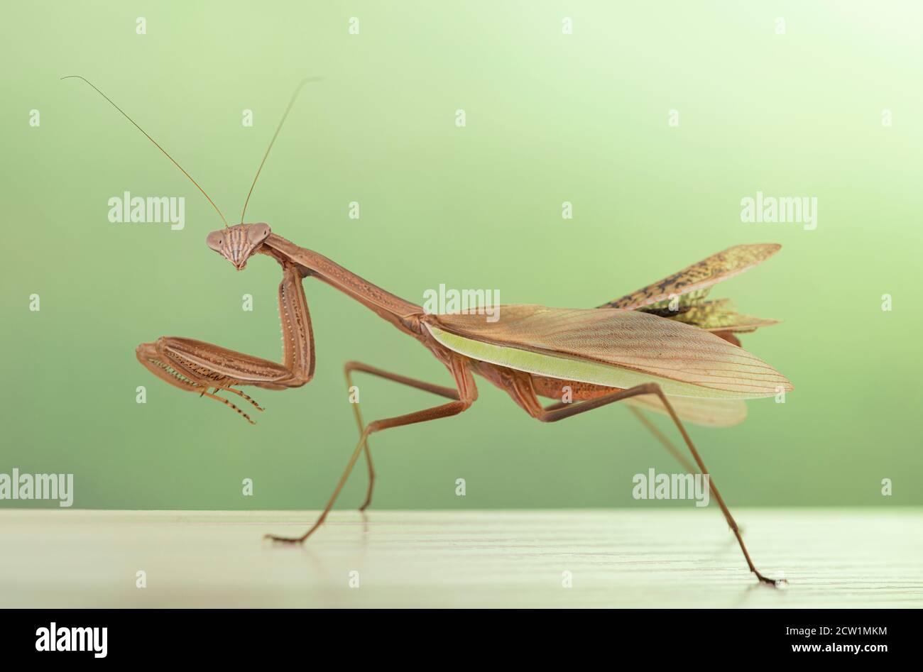 Praying Mantis Wings