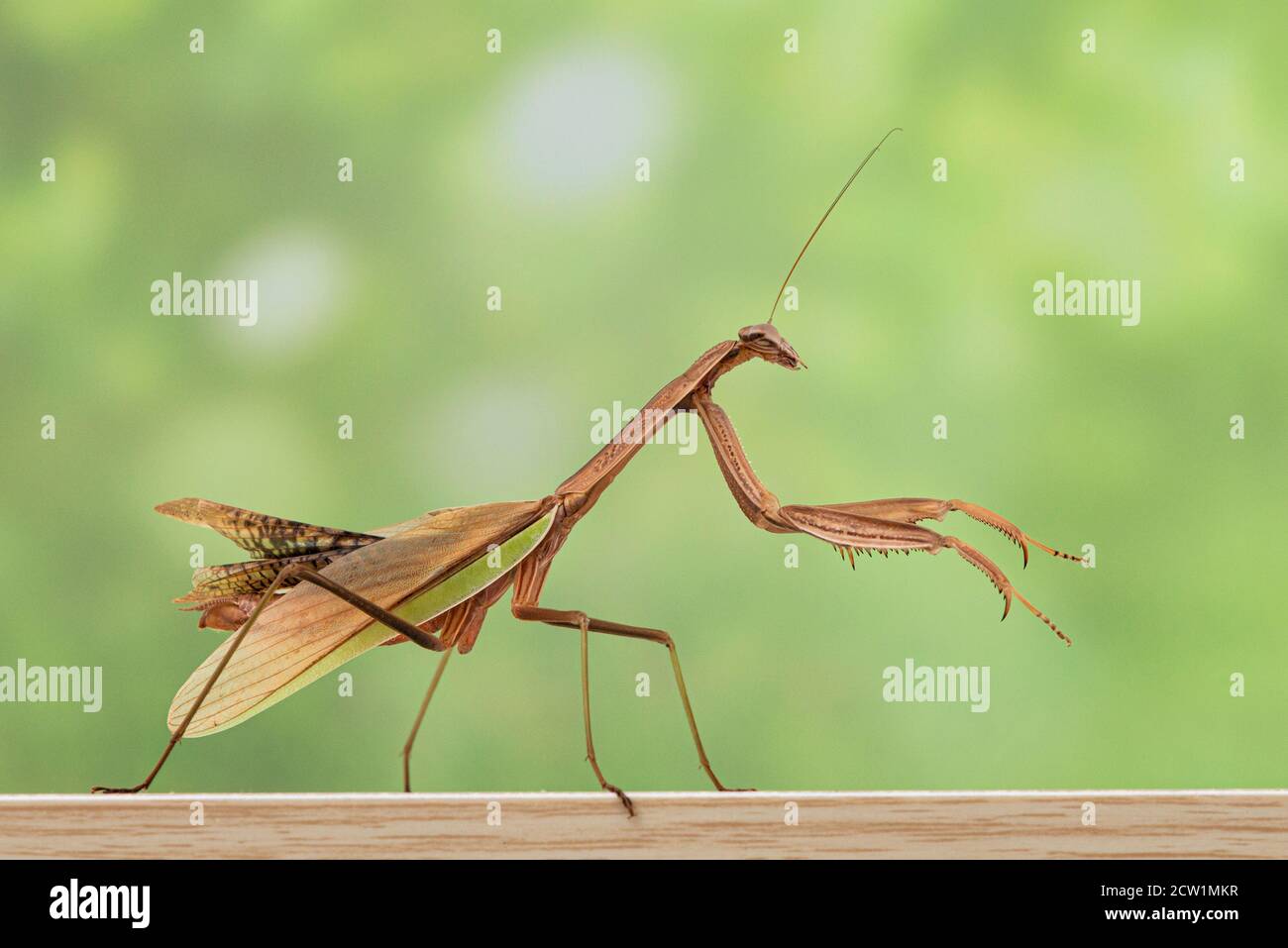 Praying mantis wings hi-res stock photography and images - Alamy