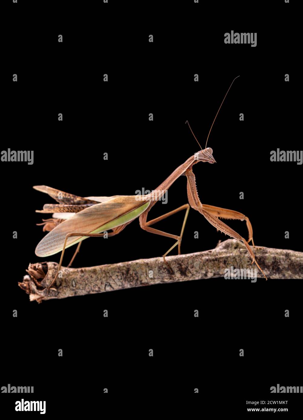 Praying Mantis (Tenodera aridifolia sinensis / Chinese praying mantis ...