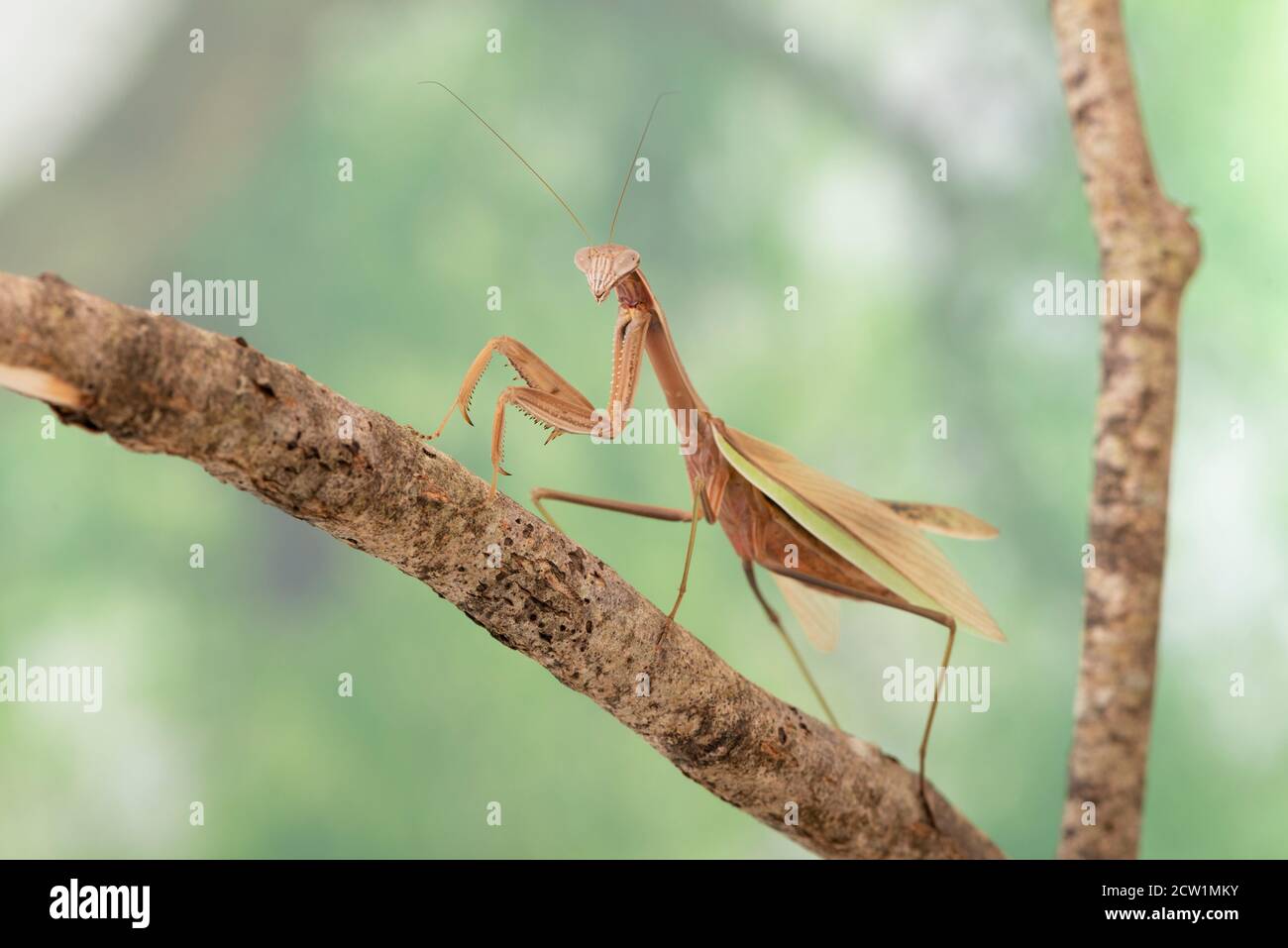 Praying Mantis (Tenodera aridifolia sinensis / Chinese praying mantis) with wings showing, on a ...