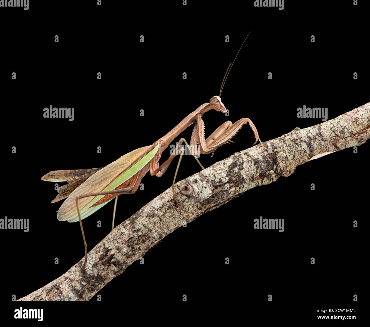 Praying mantis wings hi-res stock photography and images - Alamy
