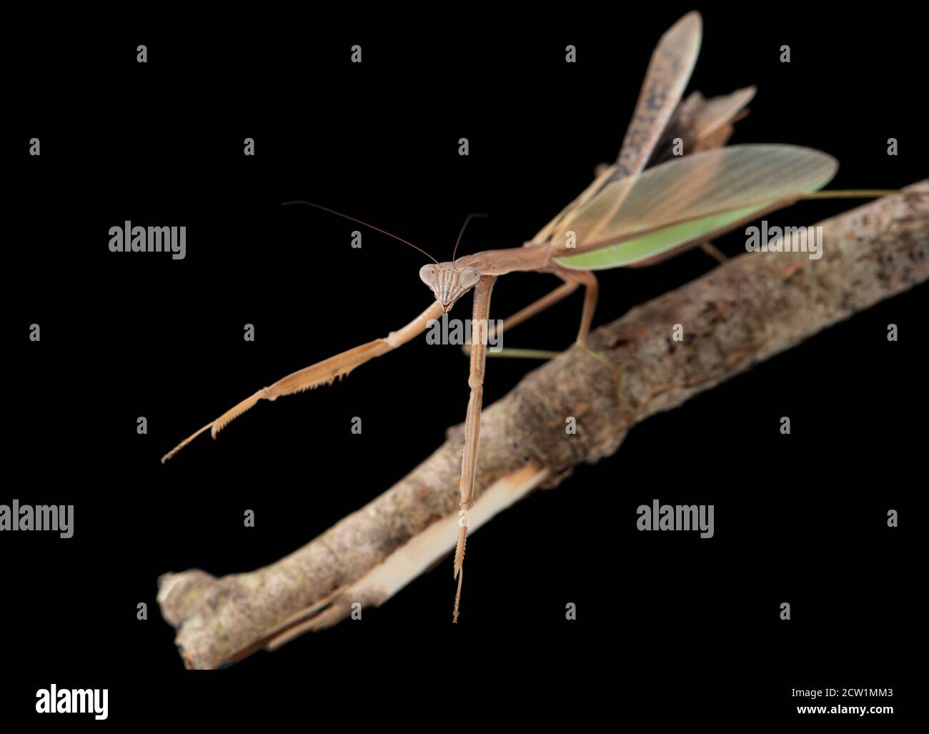 Praying Mantis (Tenodera aridifolia sinensis / Chinese praying mantis) with wings showing, on a ...