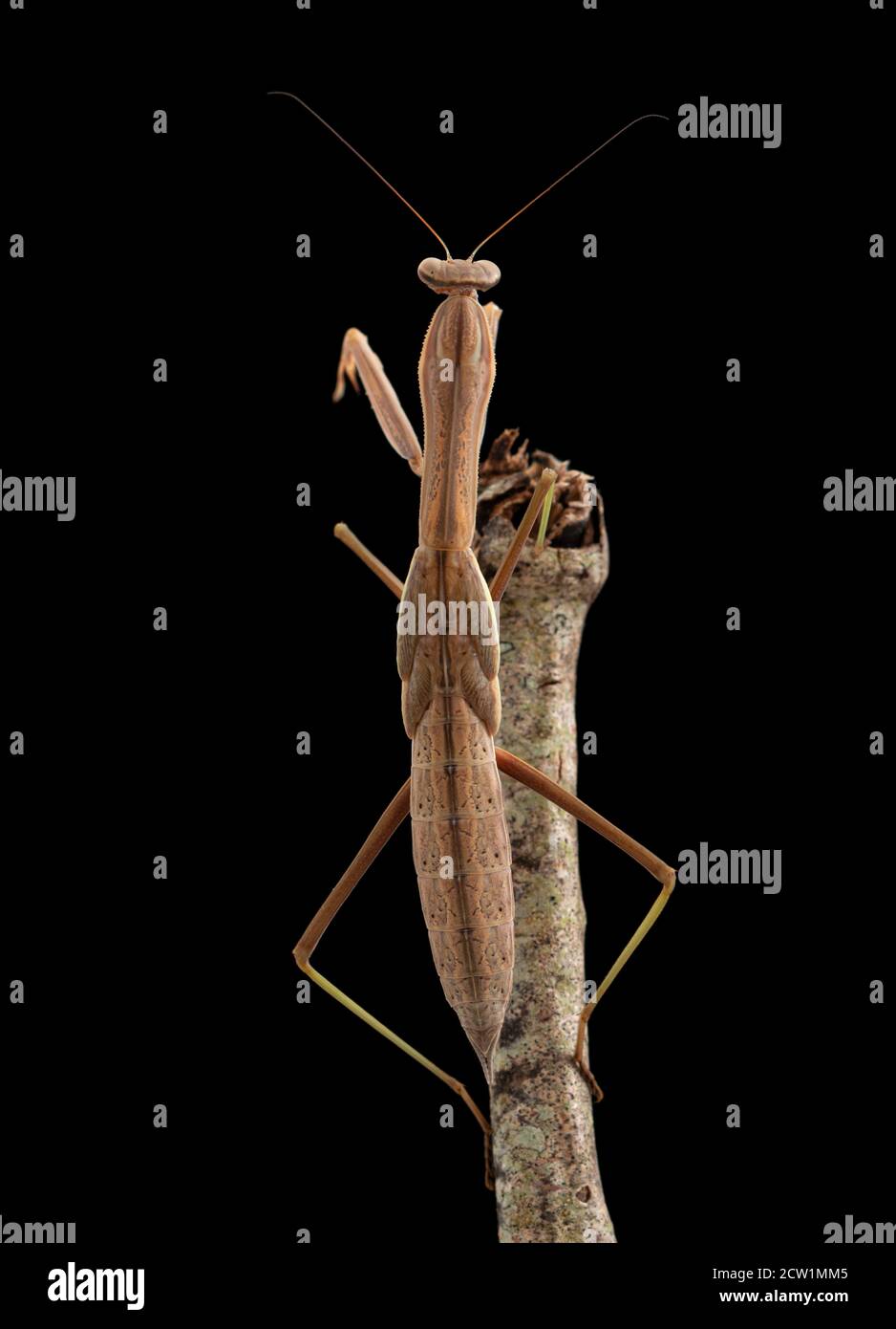 Praying Mantis (Tenodera aridifolia sinensis / Chinese praying mantis ...