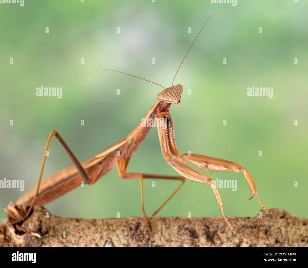 Praying Mantis (Tenodera aridifolia sinensis / Chinese praying mantis ...
