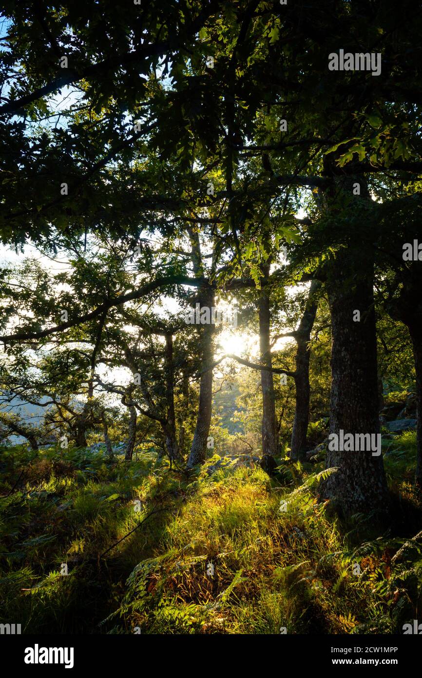 Sunset through dark forest hi-res stock photography and images - Alamy
