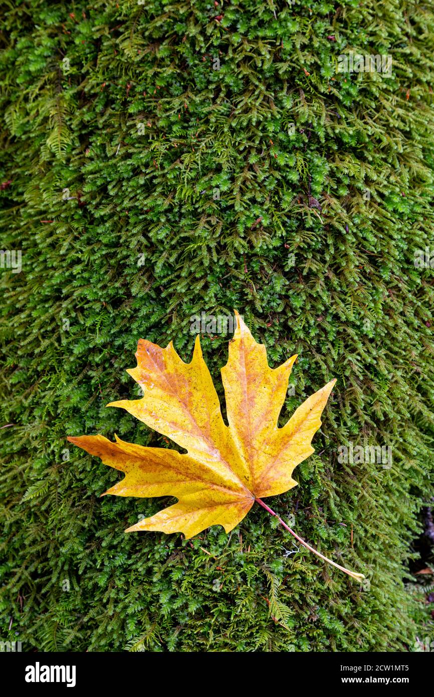 Big leaf maple tree hi-res stock photography and images - Alamy