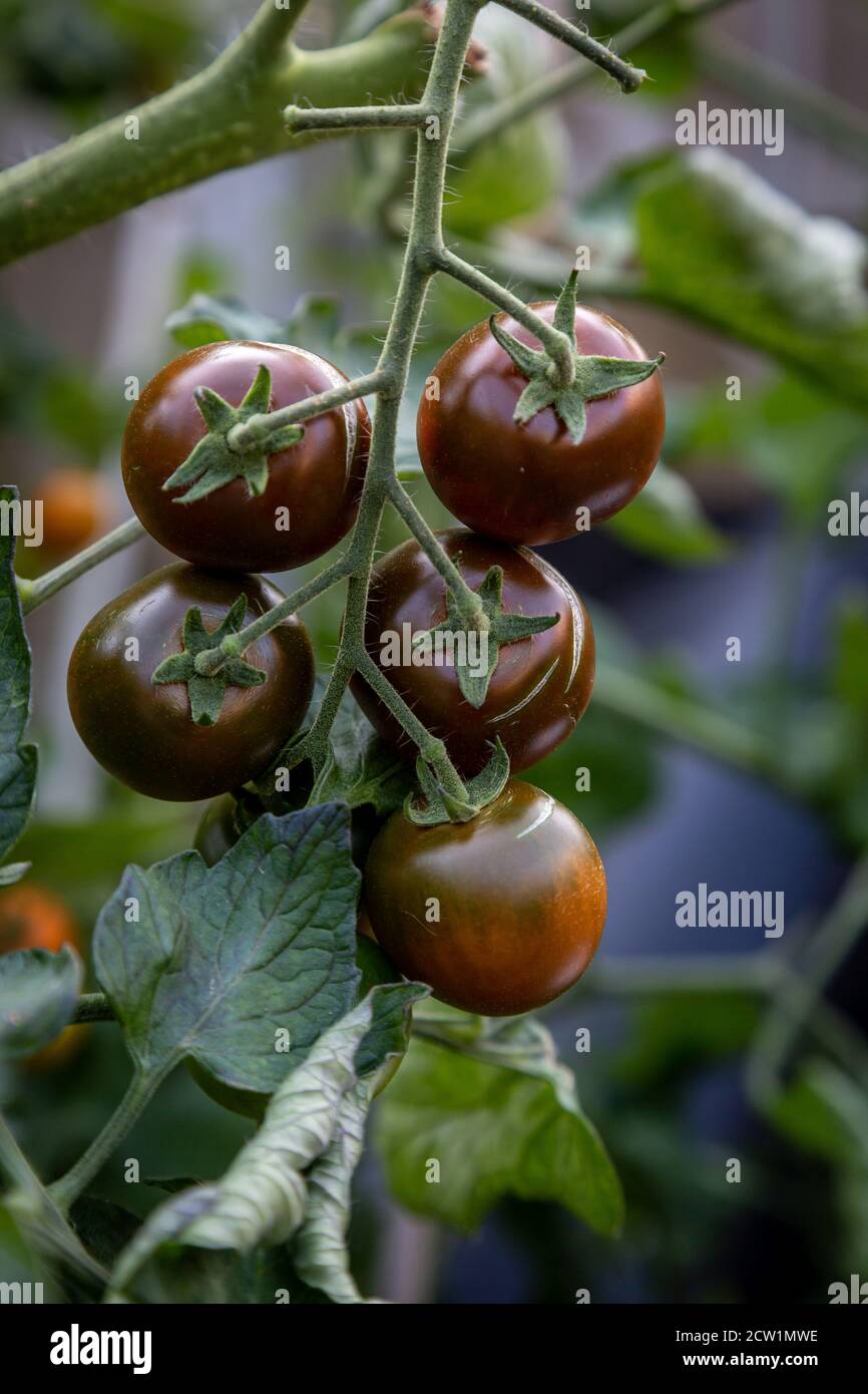 Dark Tiger tomatoes growing on a vine, with a shallow depth of field ...