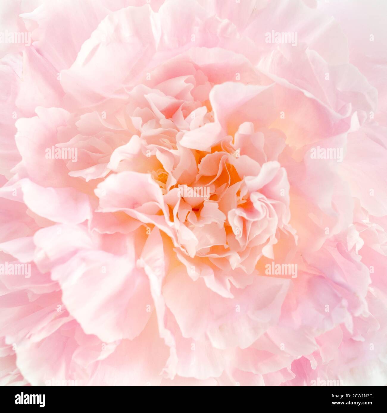 Bouquet of a lot of peonies of pink color close up. Flat lay, top view ...