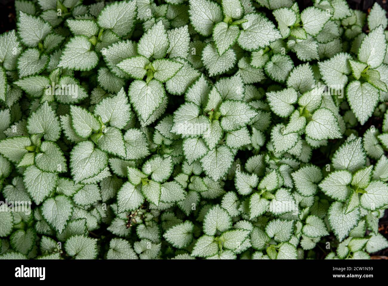 Detailed plant hi-res stock photography and images - Alamy