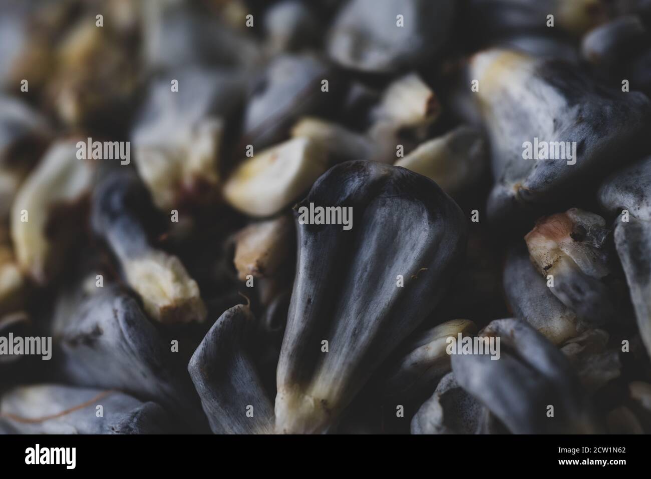 Macro close up of Huitlacoche corn edible fungus, traditional mexican ...