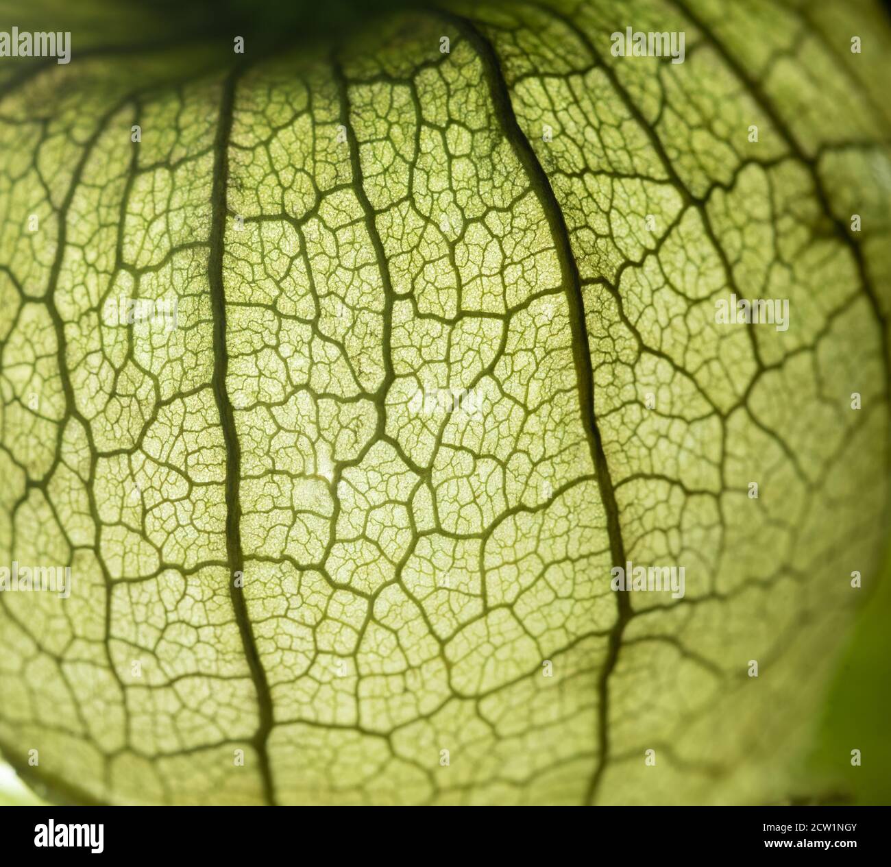 Isolated tomatillos hi-res stock photography and images - Alamy