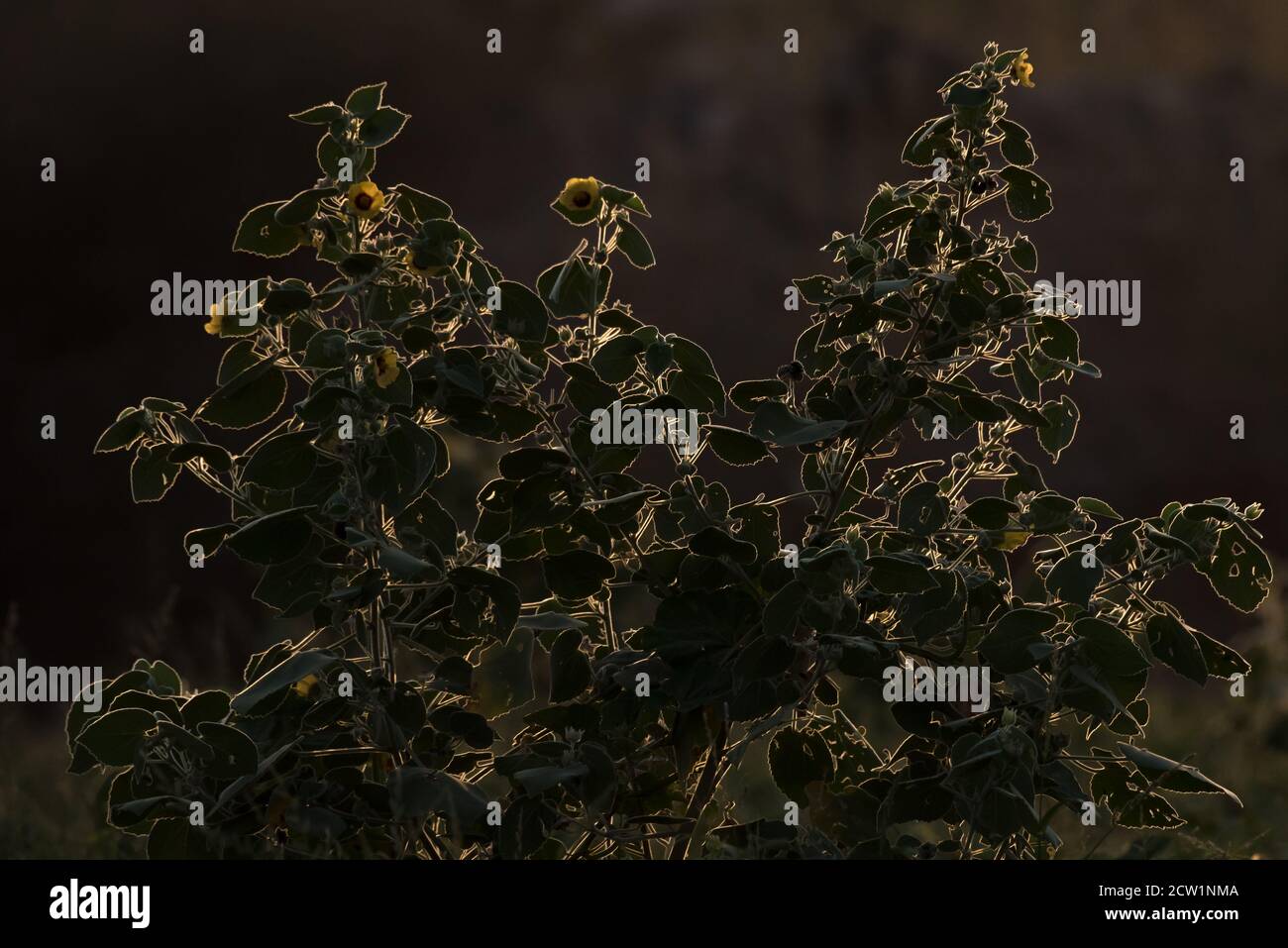 Tree and leaves in backlight or Backlight leaves Stock Photo - Alamy