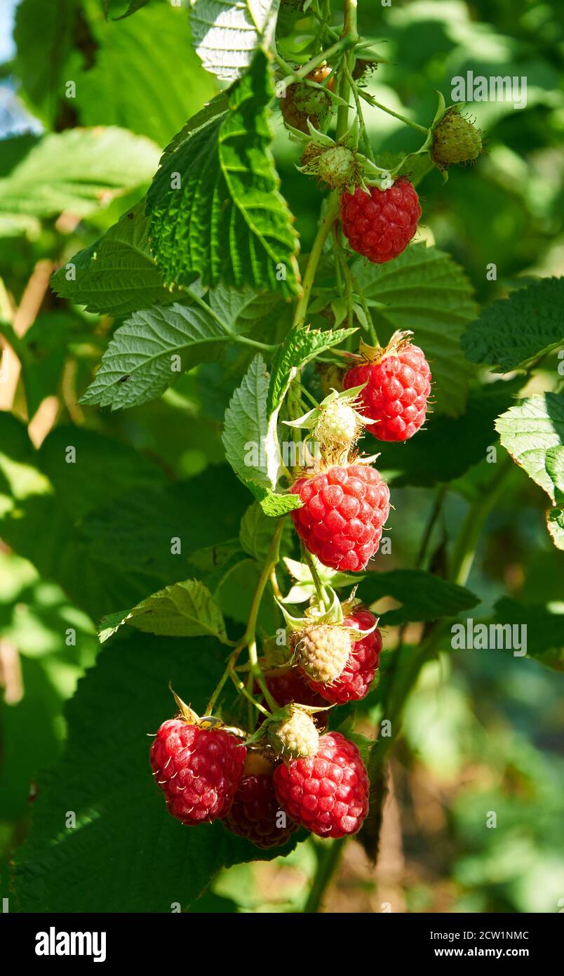 Big raspberries hi-res stock photography and images - Alamy