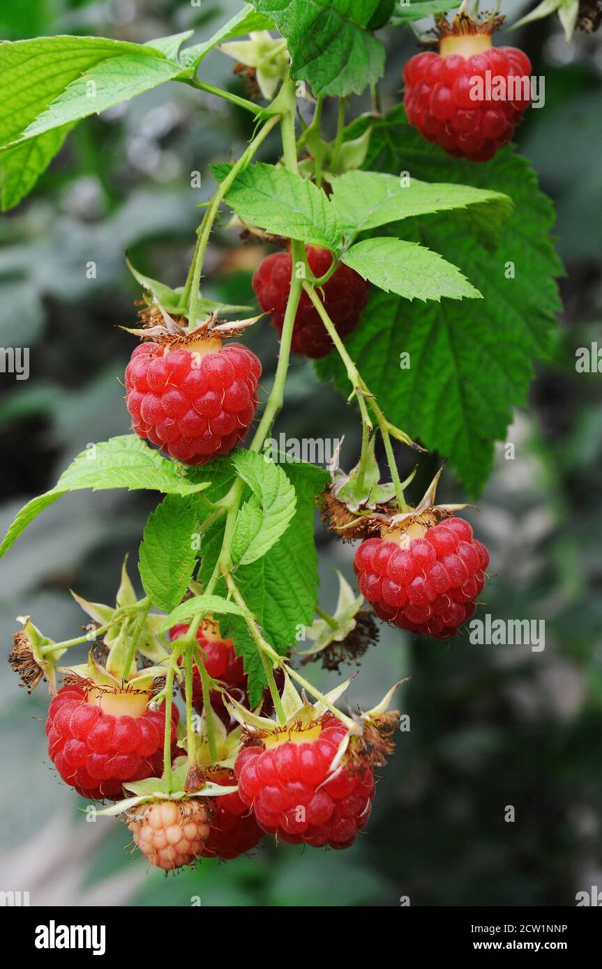 Raspberries on stem leaves hi-res stock photography and images - Alamy