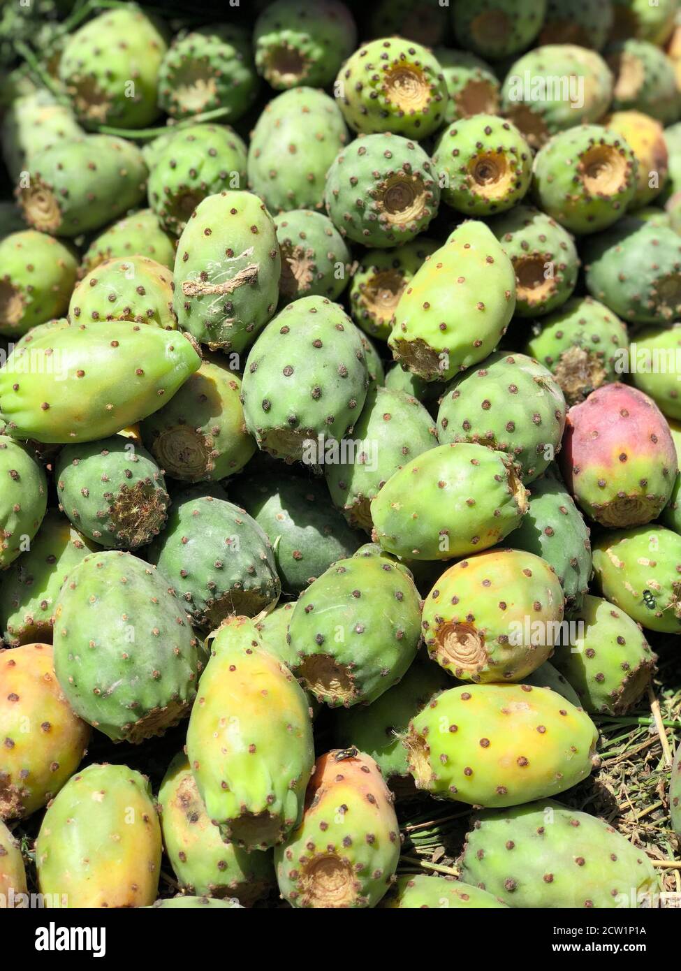 Prickly pears sale hi-res stock photography and images - Alamy