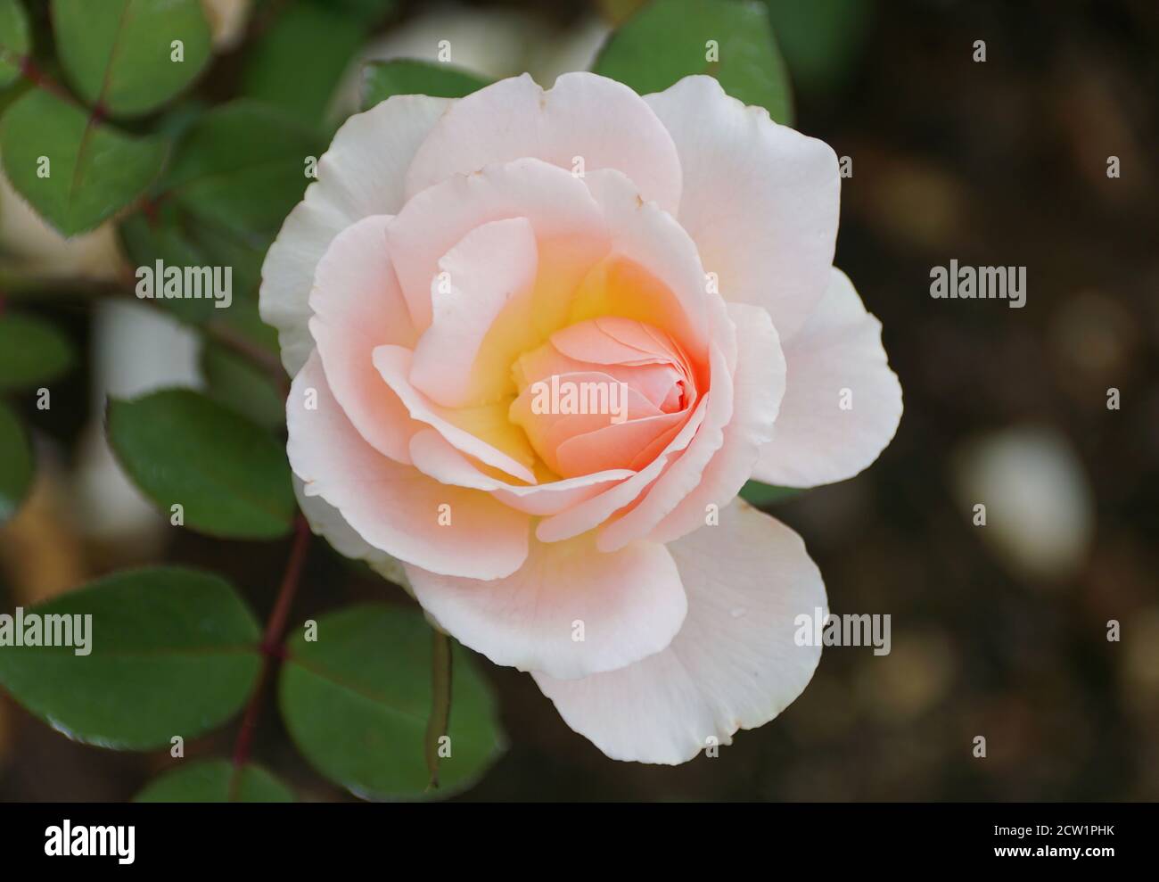 Grandiflora rose hi-res stock photography and images - Alamy
