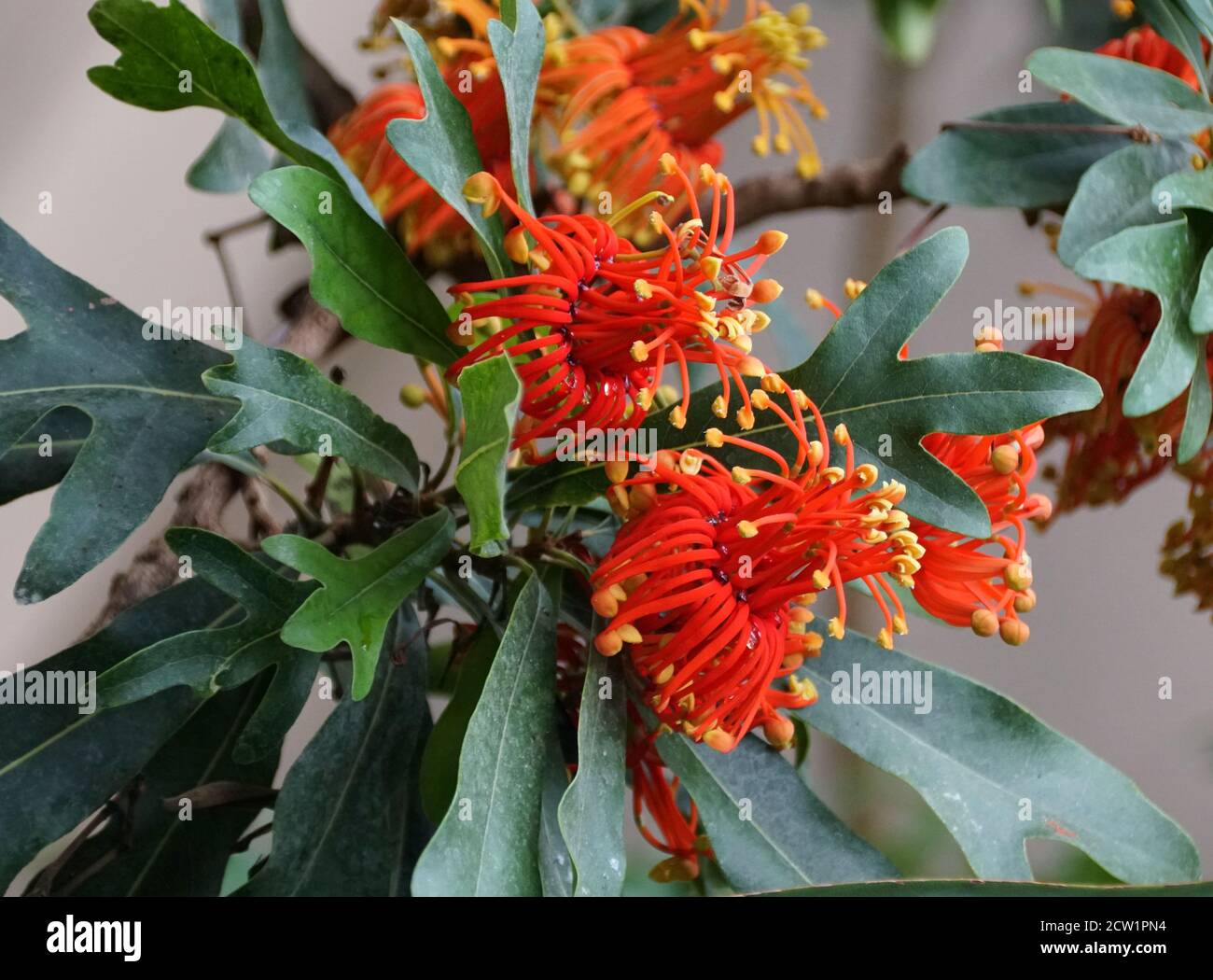 Bright red and orange color of Firewheel tree flowers from Australia ...