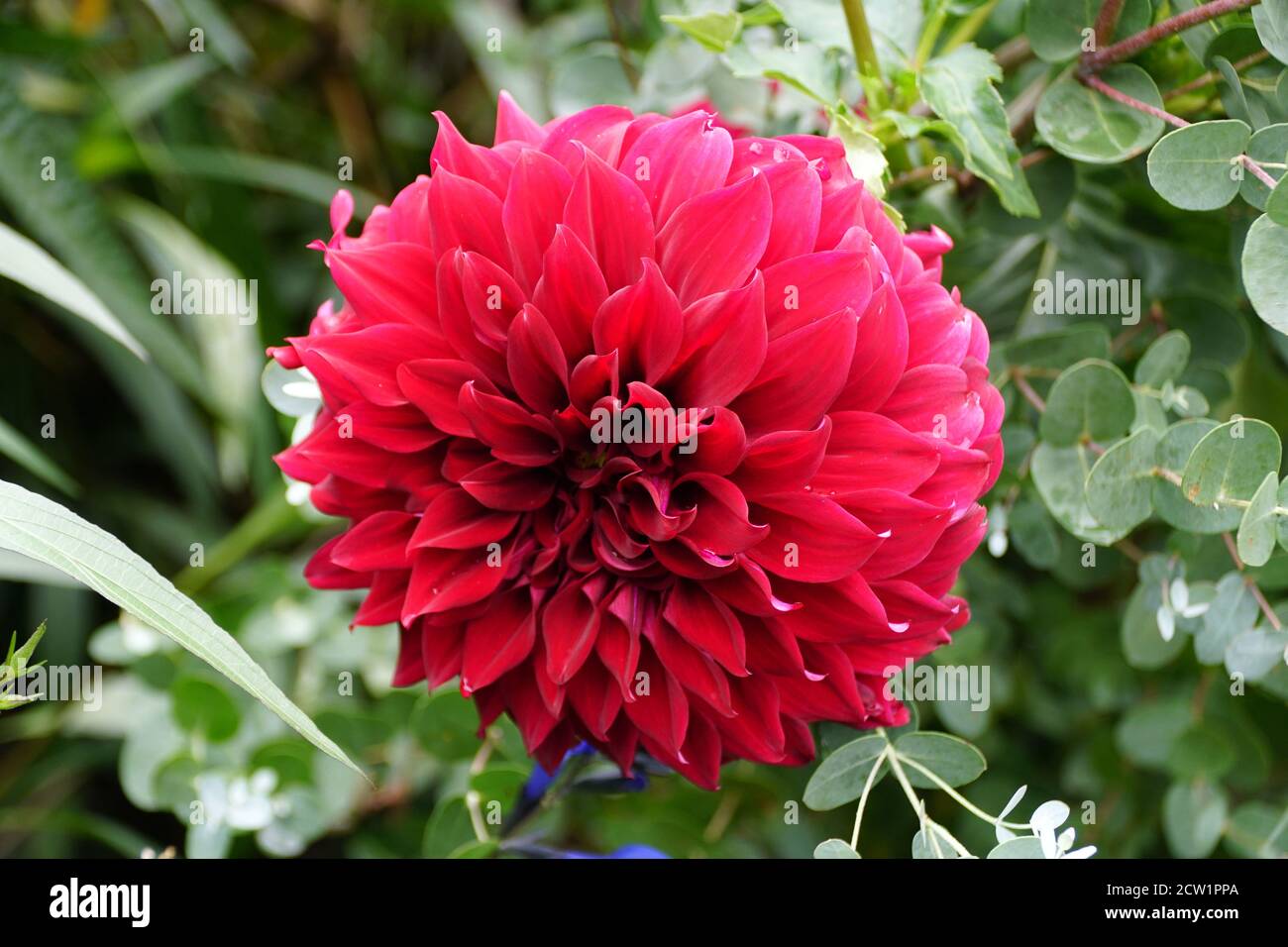 The red color of the flower hi-res stock photography and images - Alamy