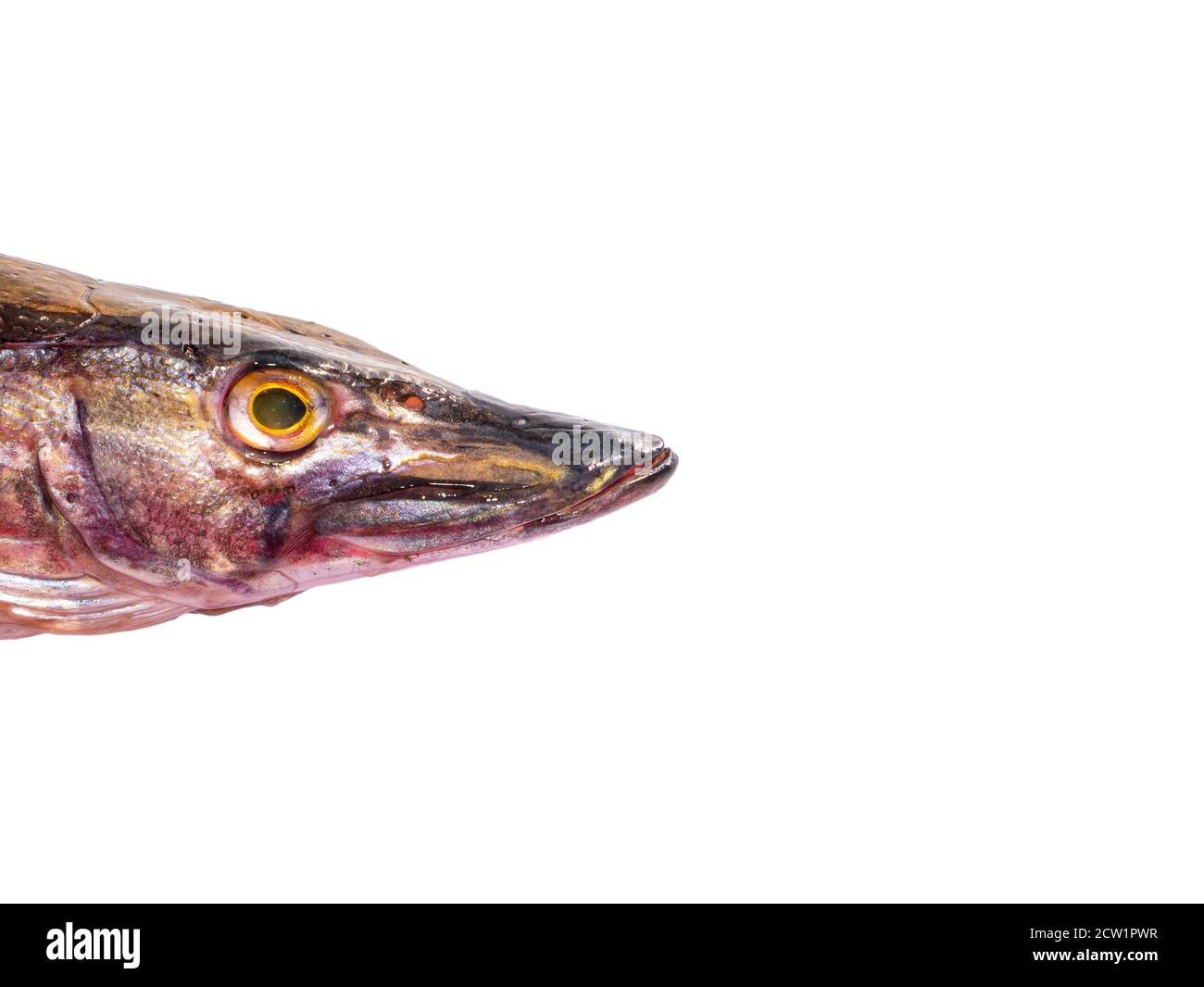 Pike predatory fish head isolated on white background Stock Photo - Alamy