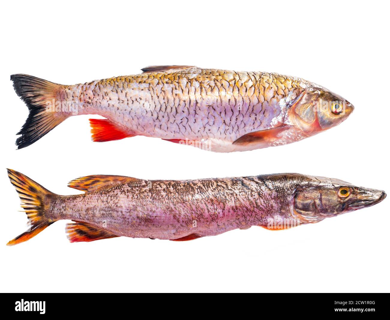 Pike and chub fish isolated on white background Stock Photo - Alamy