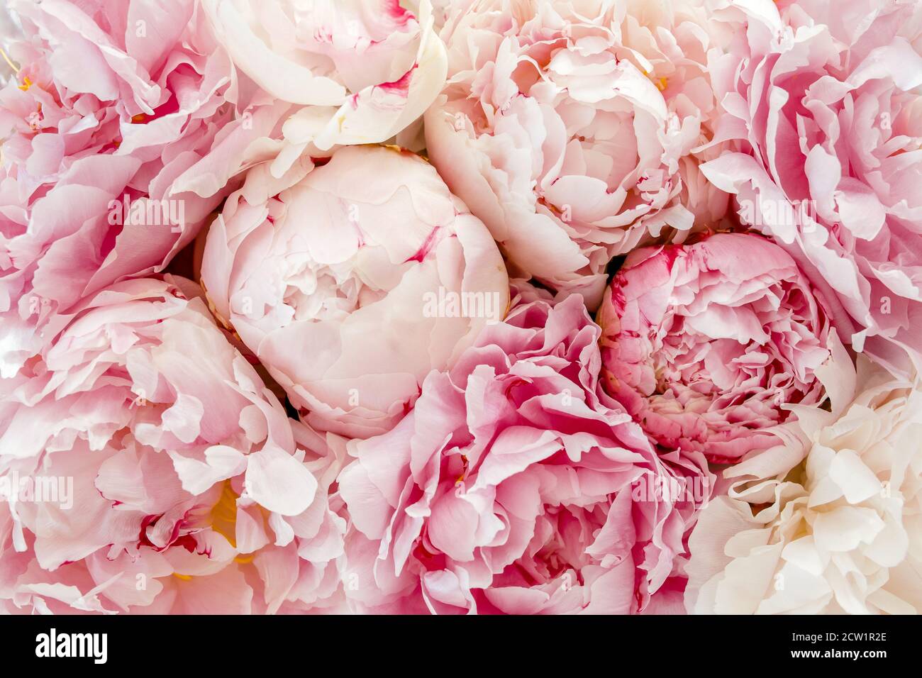 Bouquet of a lot of peonies of pink color close up. Flat lay, top view ...