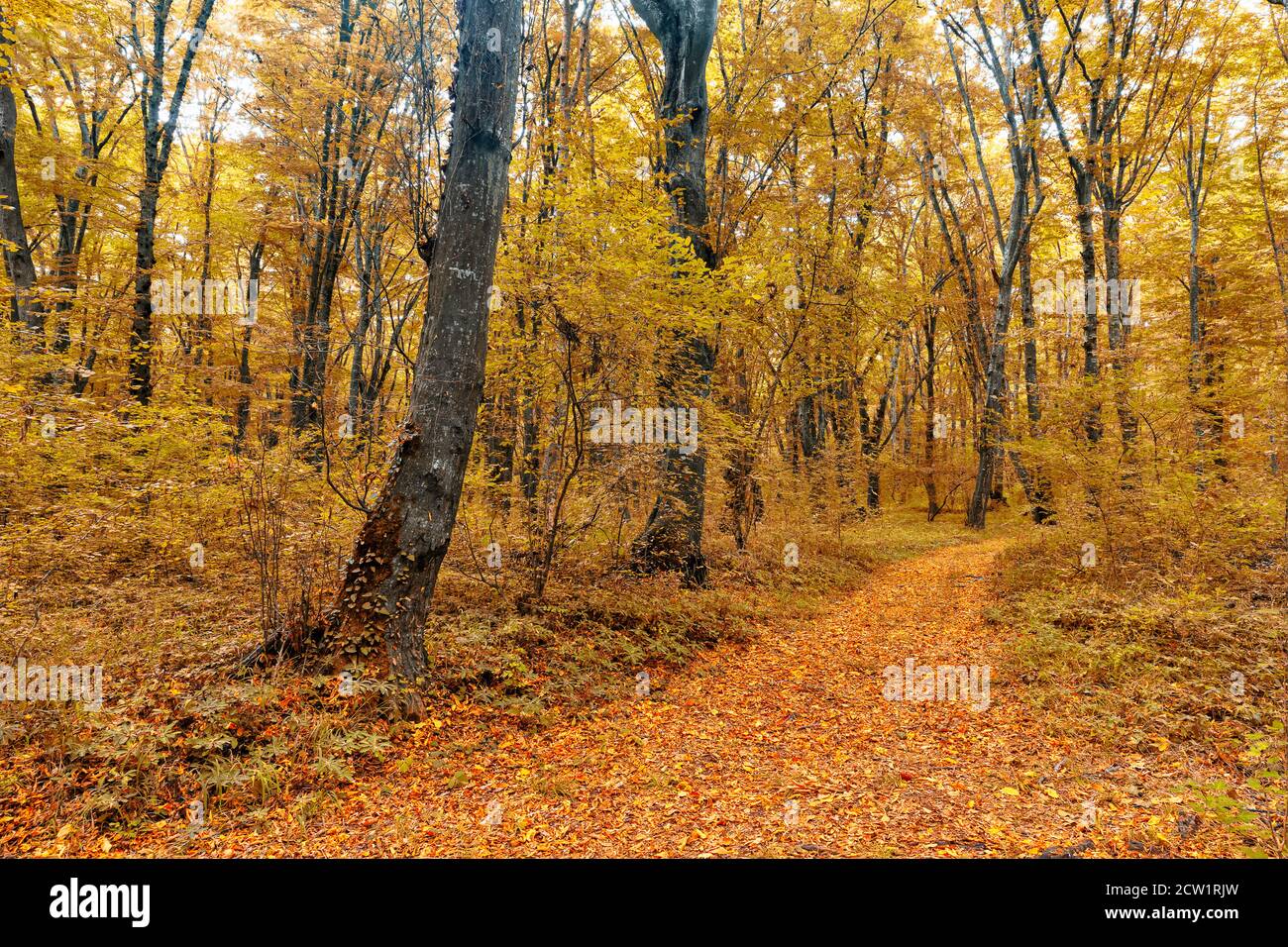 Dense forest in the middle of autumn Stock Photo - Alamy