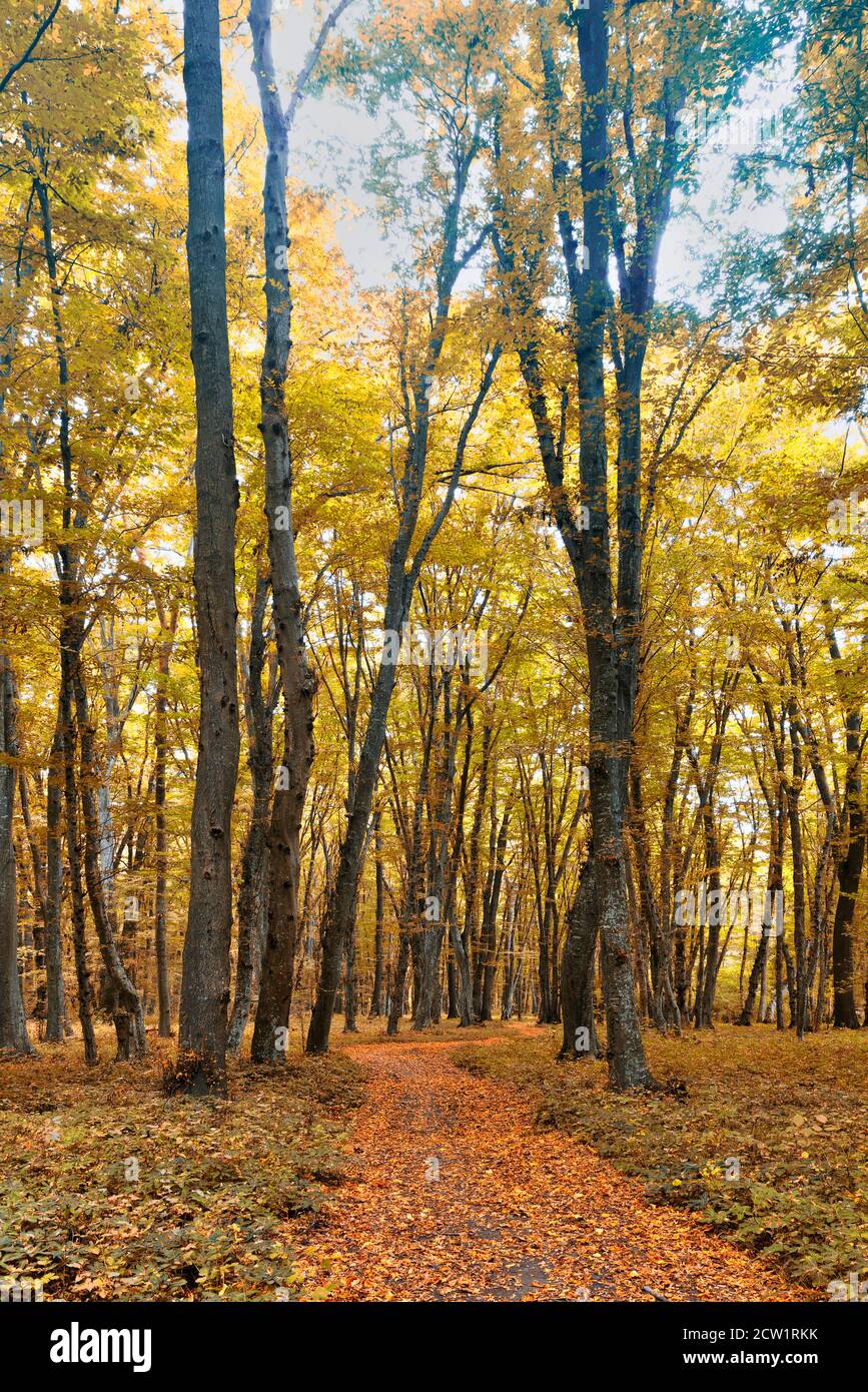 Dense forest in the middle of autumn Stock Photo - Alamy