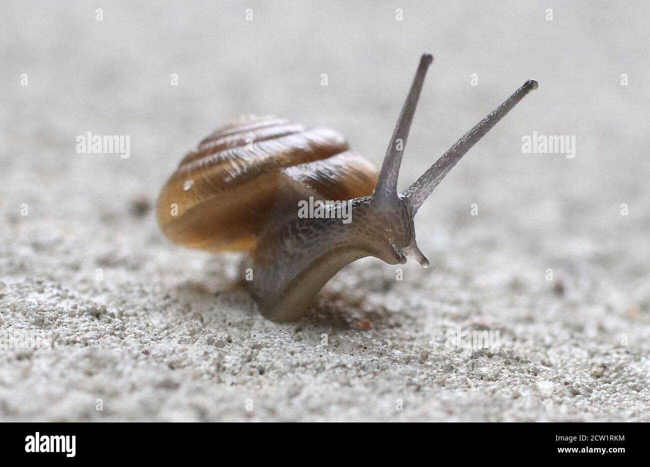 Cary, North Carolina, USA. 26th Sep, 2020. A dime-sized land snail ...