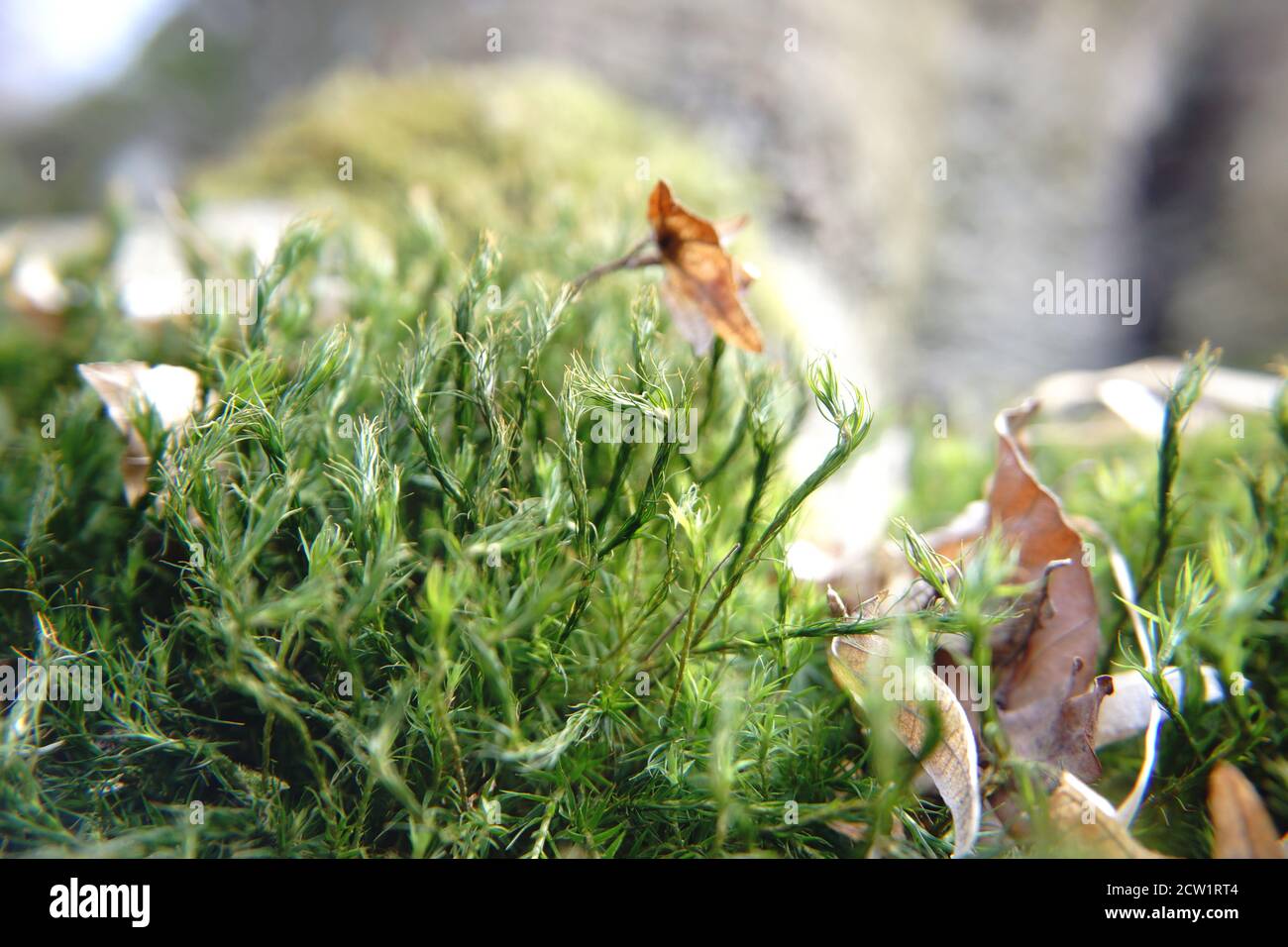 green shrubs sprouting on forest ground Stock Photo - Alamy