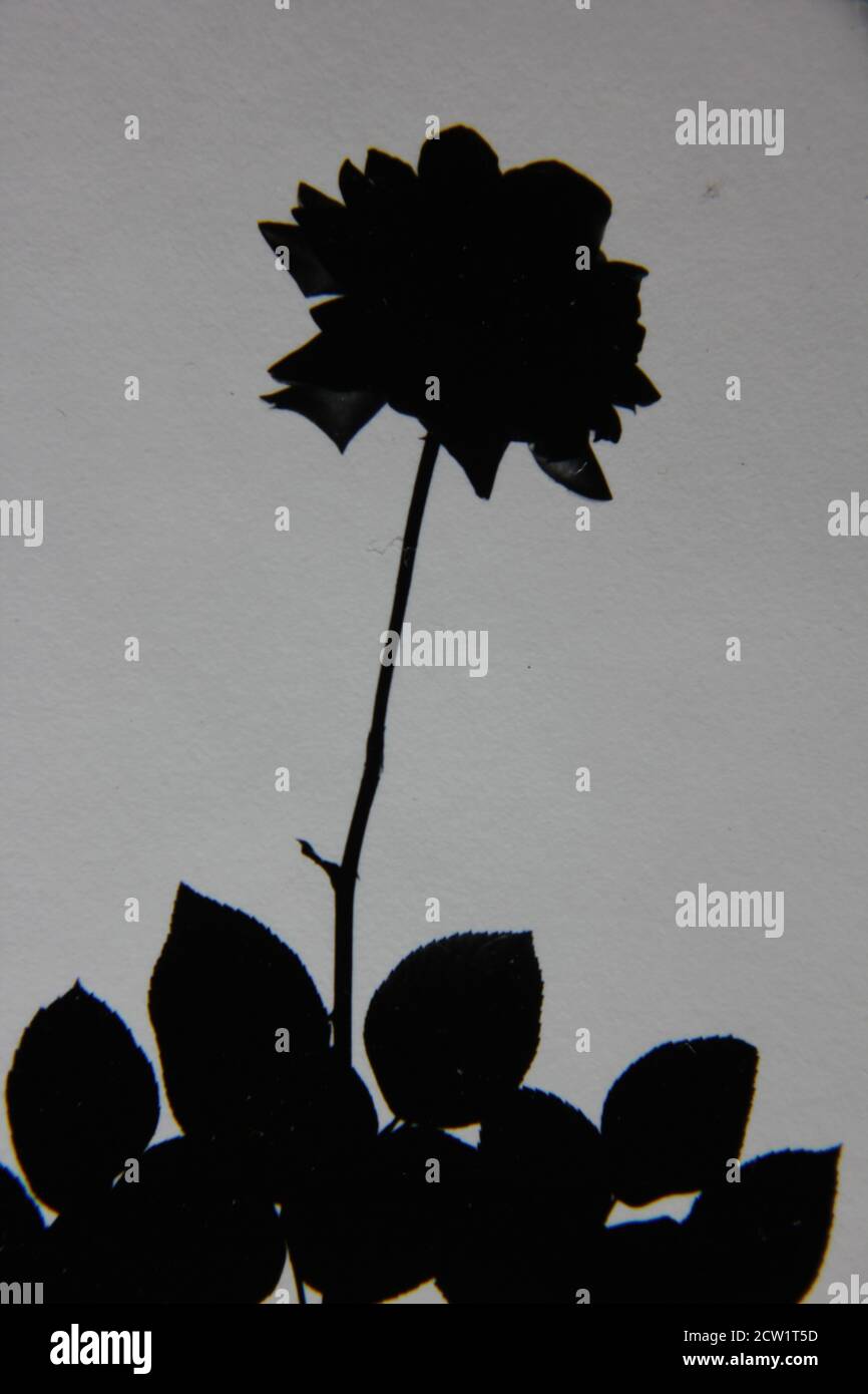 Fine 1970s vintage black and white study series of a black flower ...