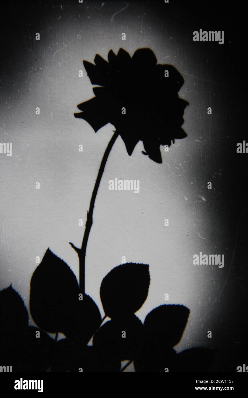 Fine 1970s vintage black and white study series of a black flower ...