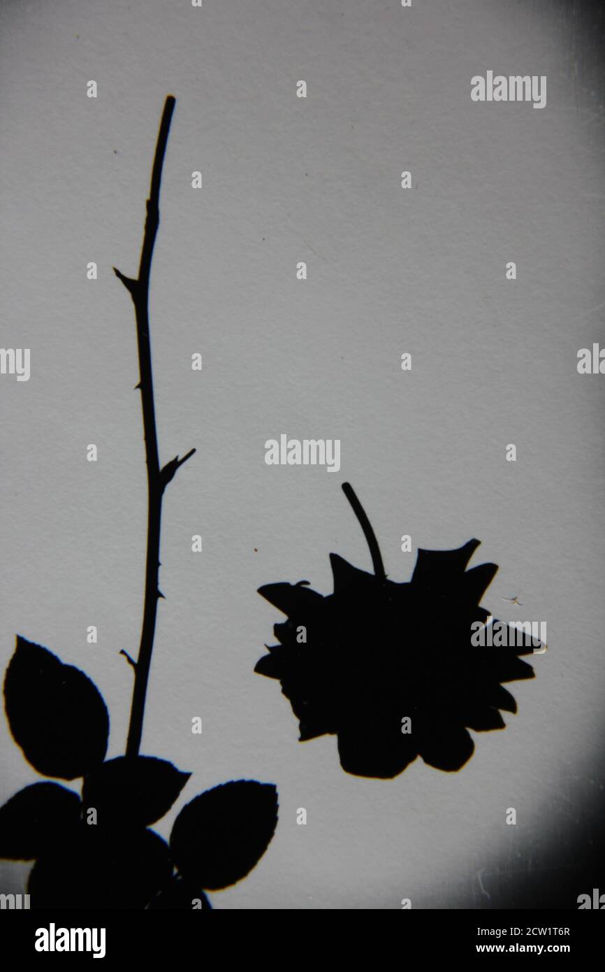 Fine 1970s vintage black and white study series of a black flower ...