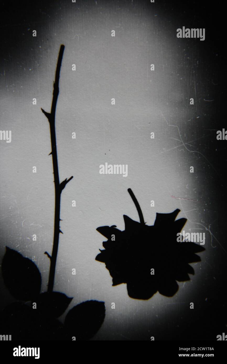 Fine 1970s vintage black and white study series of a black flower ...