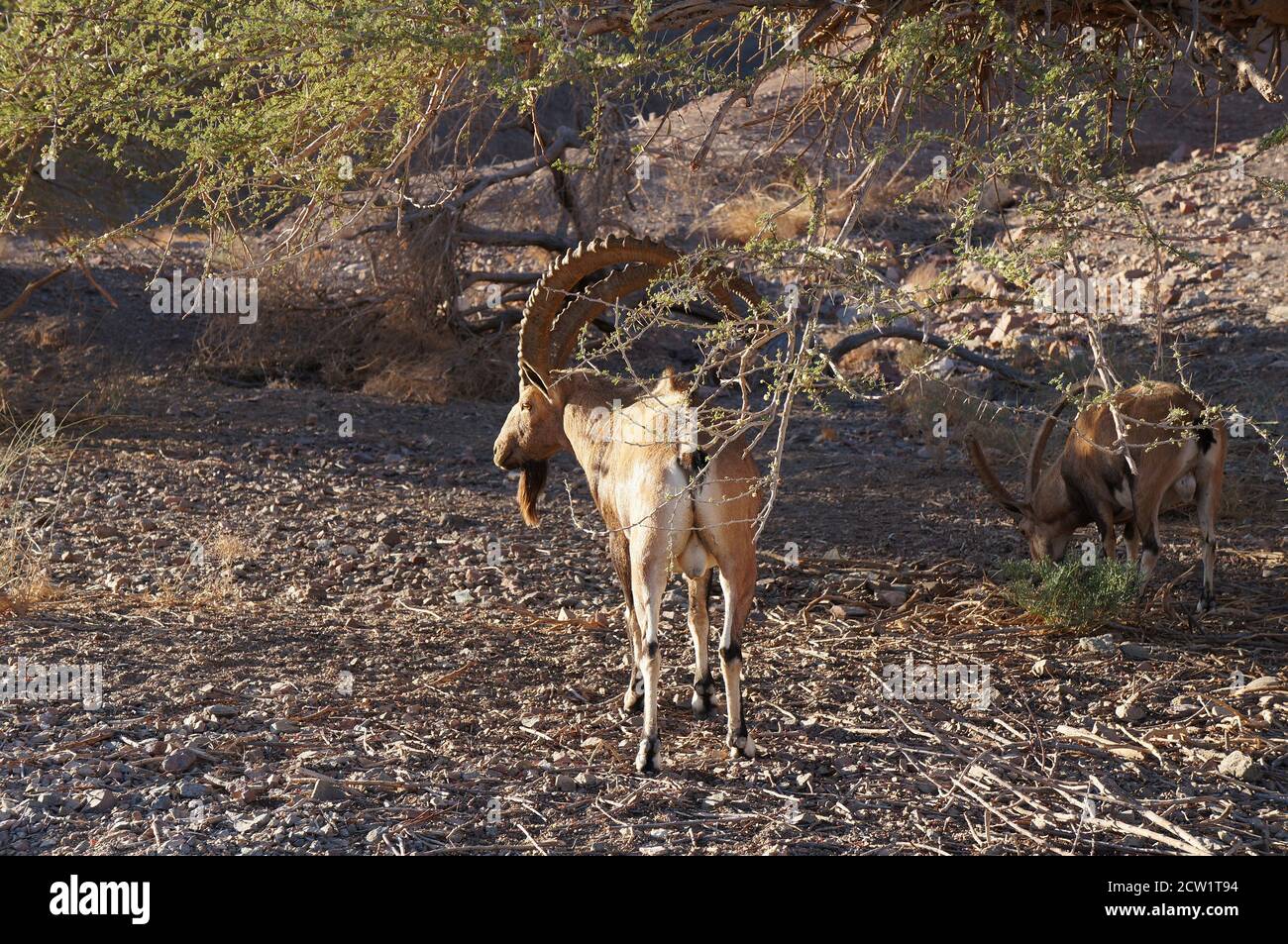 Israel goats hi-res stock photography and images - Alamy