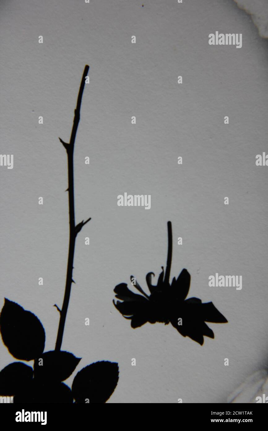 Fine 1970s vintage black and white study series of a black flower ...