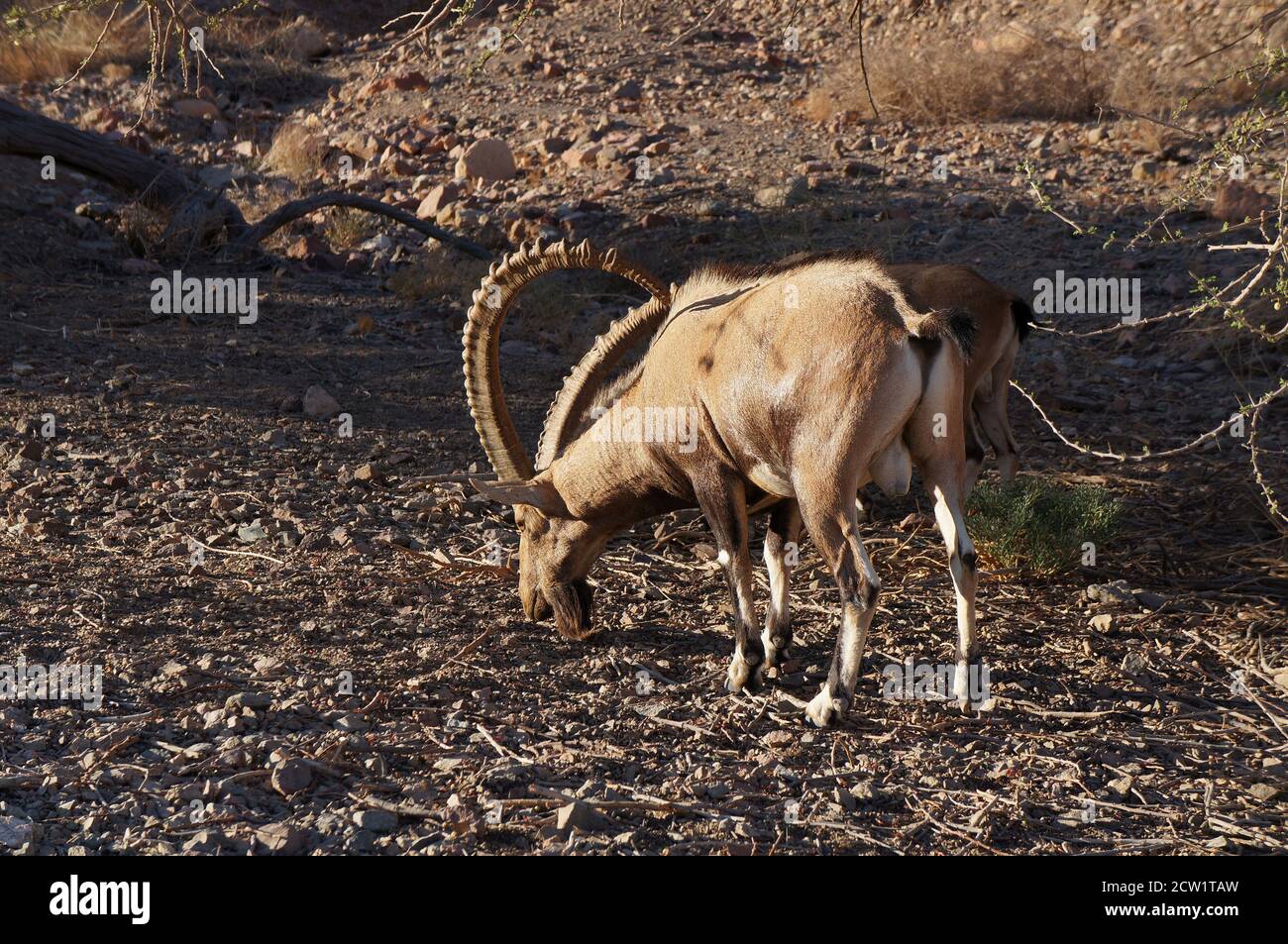 Israel goats hi-res stock photography and images - Alamy