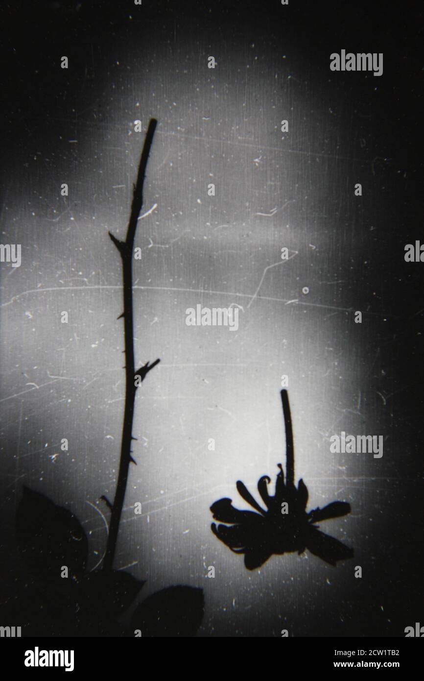 Fine 1970s vintage black and white study series of a black flower ...