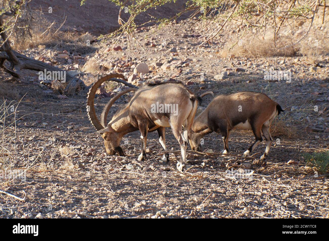 Israel goats hi-res stock photography and images - Alamy