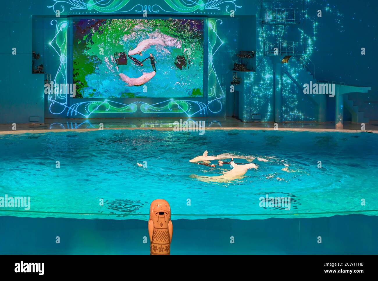 yokohama, japan - july 19 2020: Marine Mammals Show of white Beluga ...