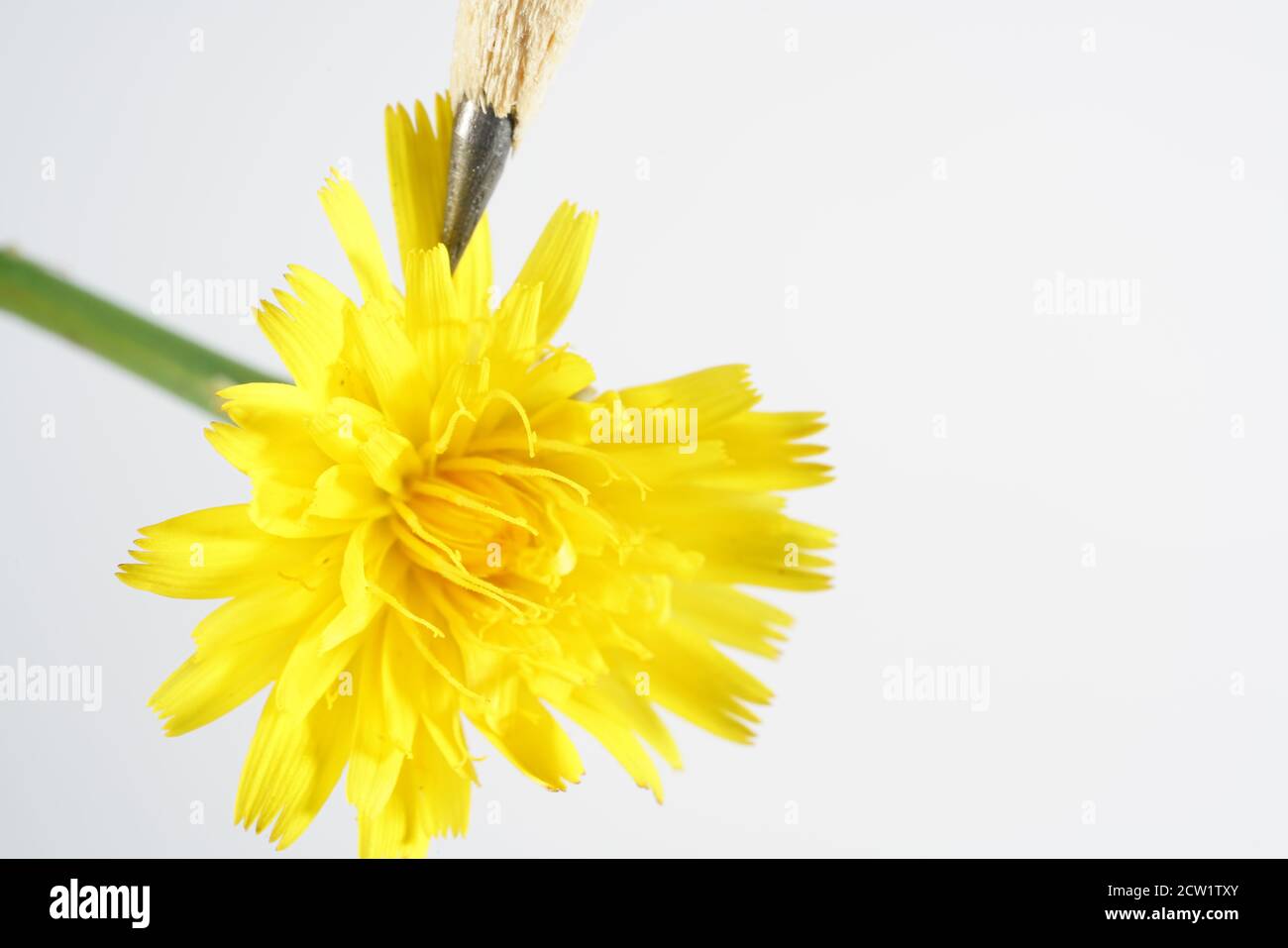 Closeup shot of dandelion and a pencil Stock Photo - Alamy