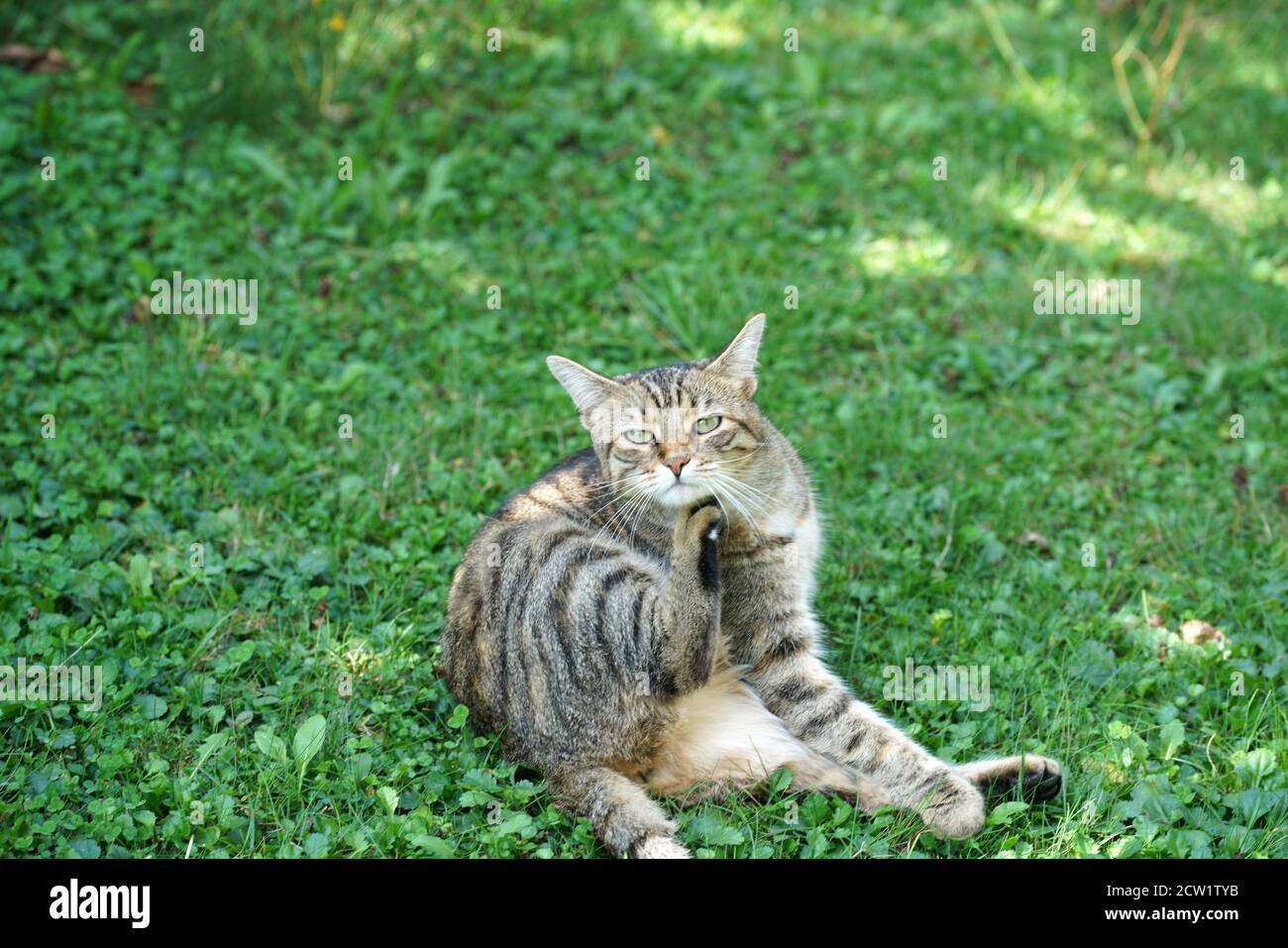 Cute fluffy striped cat in the park during the daytime Stock Photo - Alamy