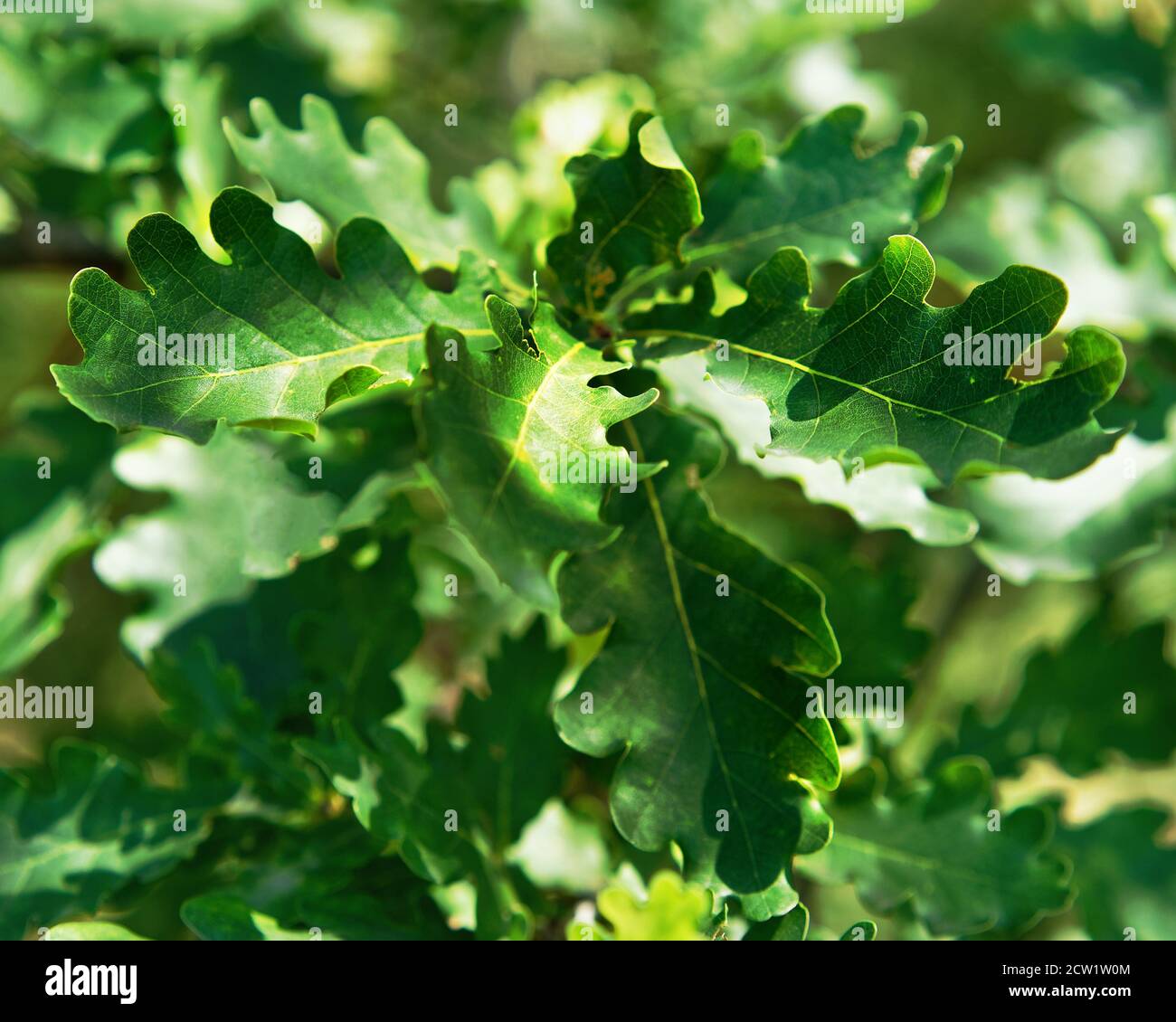 Focused foreground leaves hi-res stock photography and images - Alamy