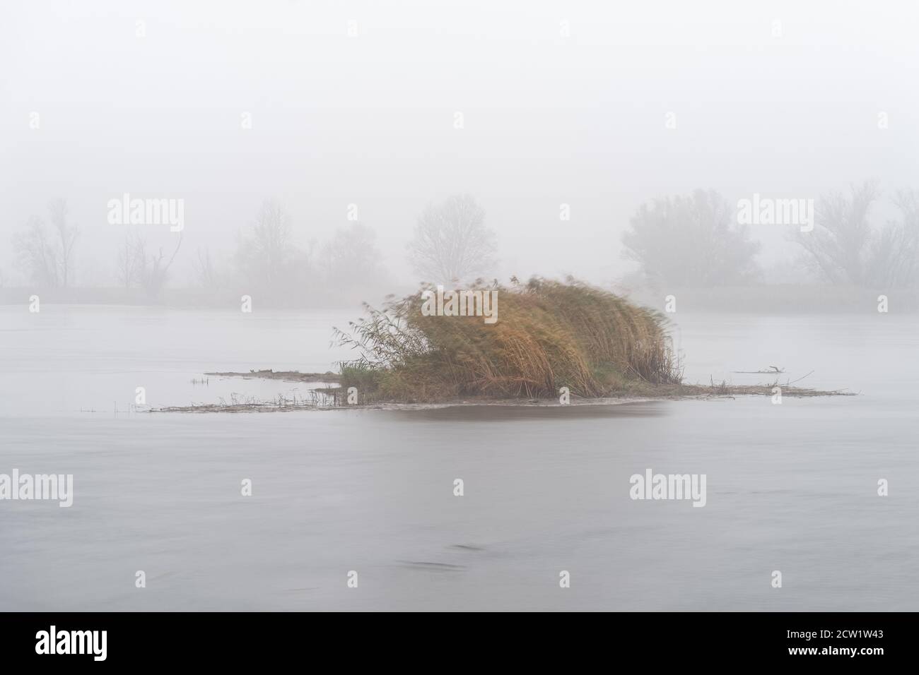 Reed plants riverbank hi-res stock photography and images - Alamy
