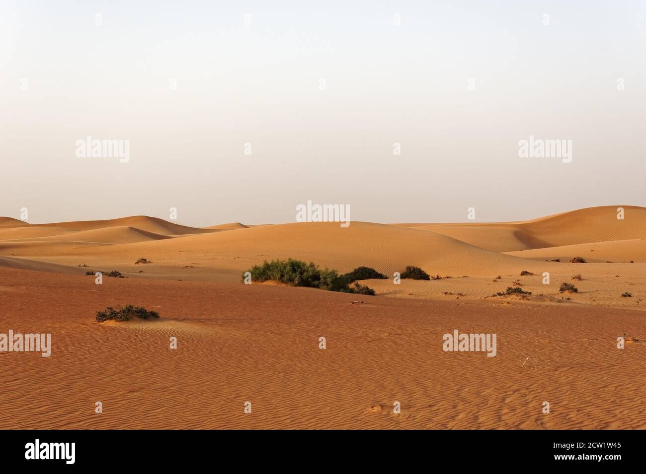 Wide desert landscape with sand dunes in the evening light, sand ribs ...