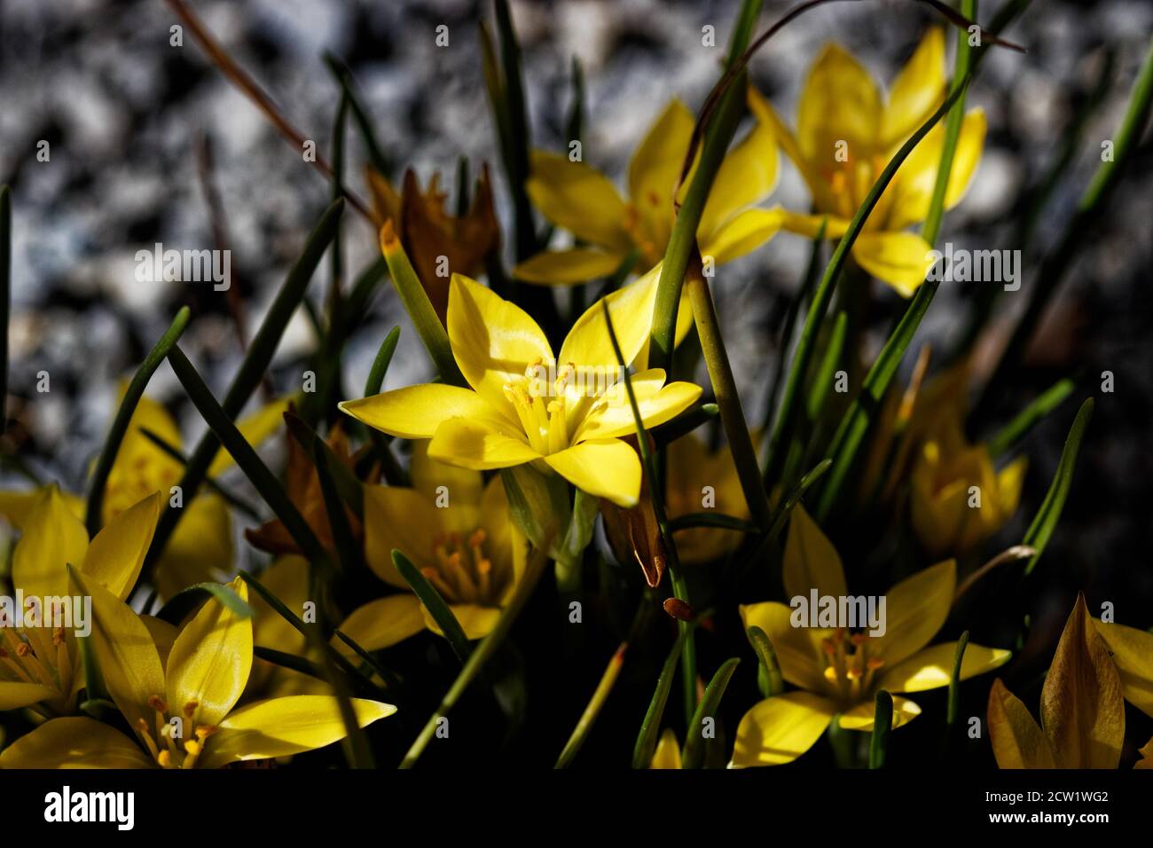 Ipheion sellowianum starts flowering for us in late January and ...