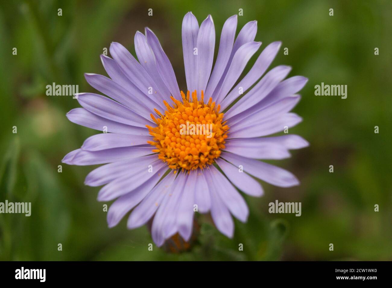 Blue alpine daisy hi-res stock photography and images - Alamy