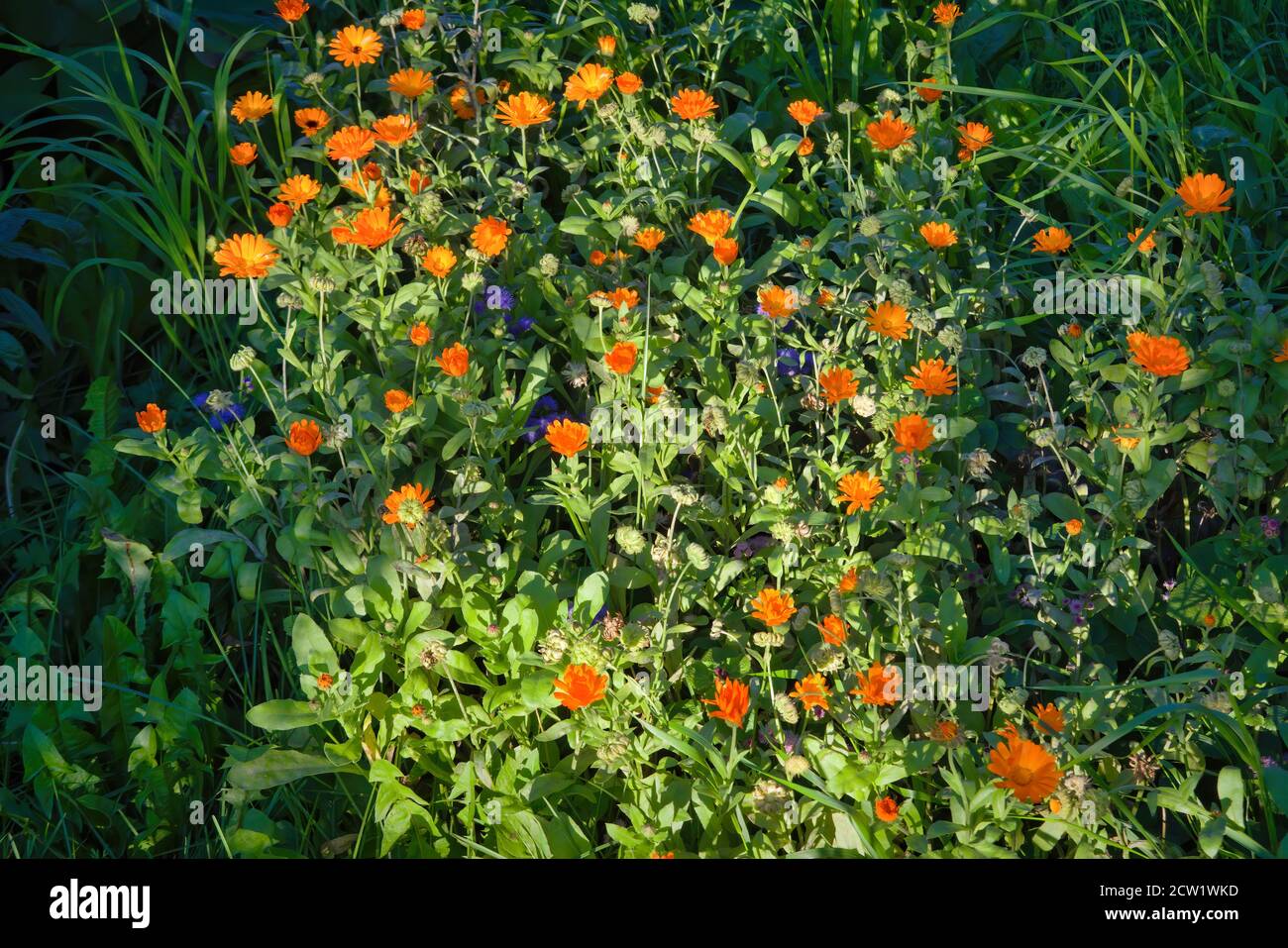 Calendula plant hi-res stock photography and images - Alamy